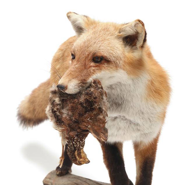 Fox with Quail Taxidermy Mounted on Wood (Lot 2240 - Sporting Art ...